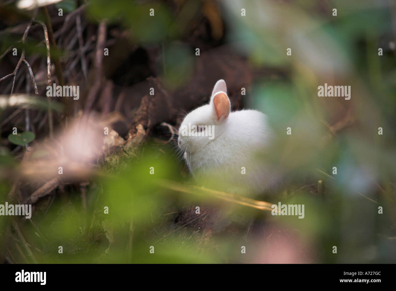 White Rabbit hiding in forest Nanaimo Vancouver Island British Columbia ...