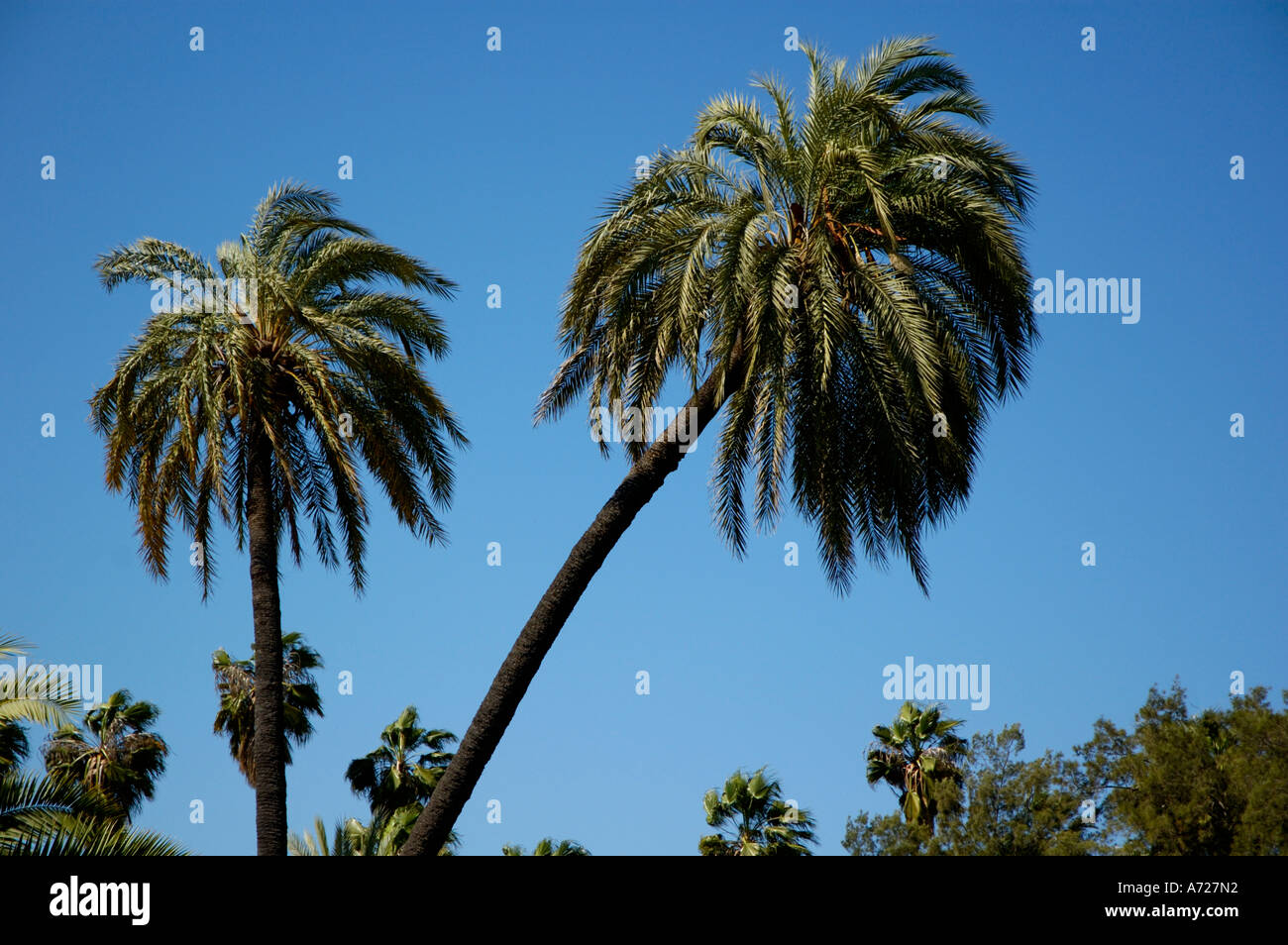 Spain andalusia seville palm trees in the reales alcazares Stock Photo ...