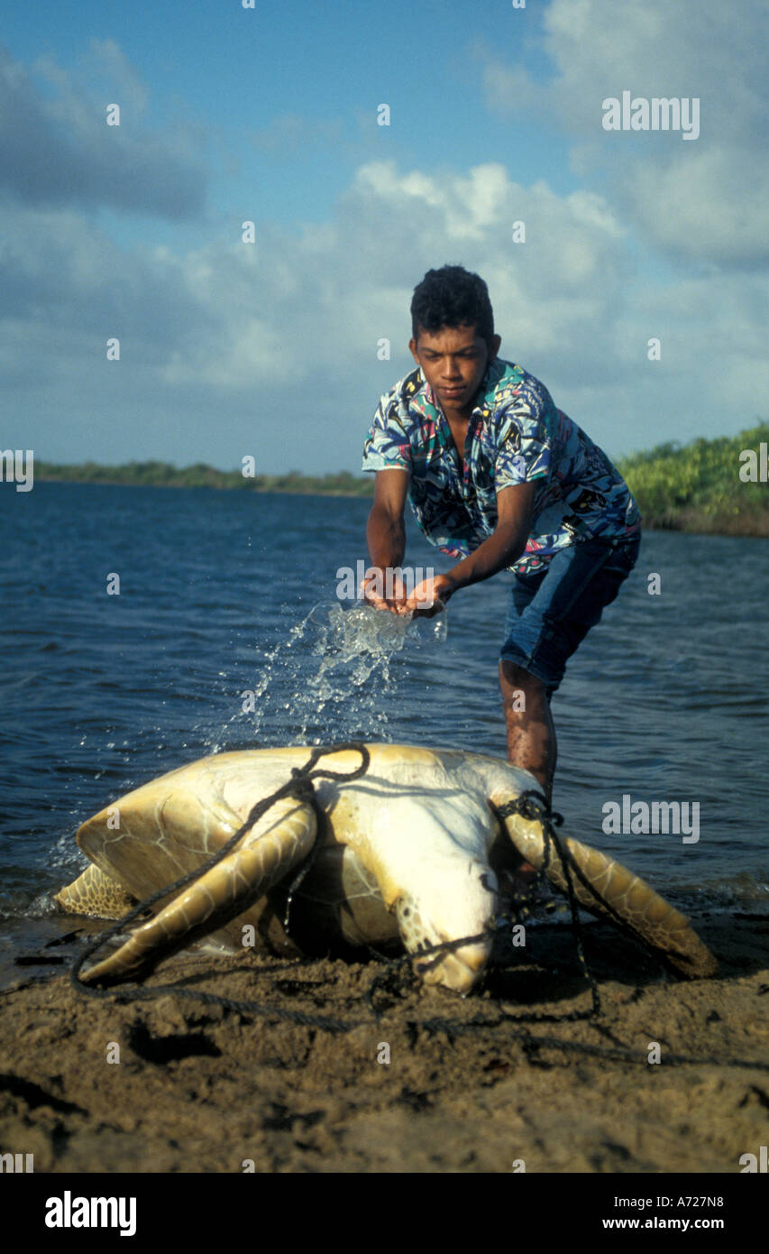 Loggerhead Sea Turtle trapped turtling loggerhead Miskito Coast ...