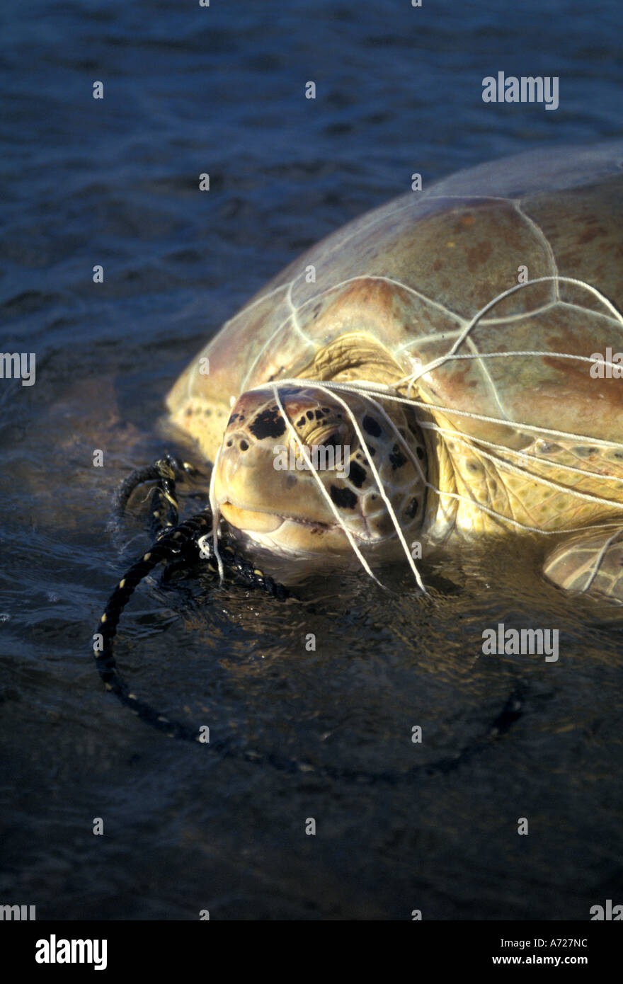 Turtle fishing net hi-res stock photography and images - Alamy