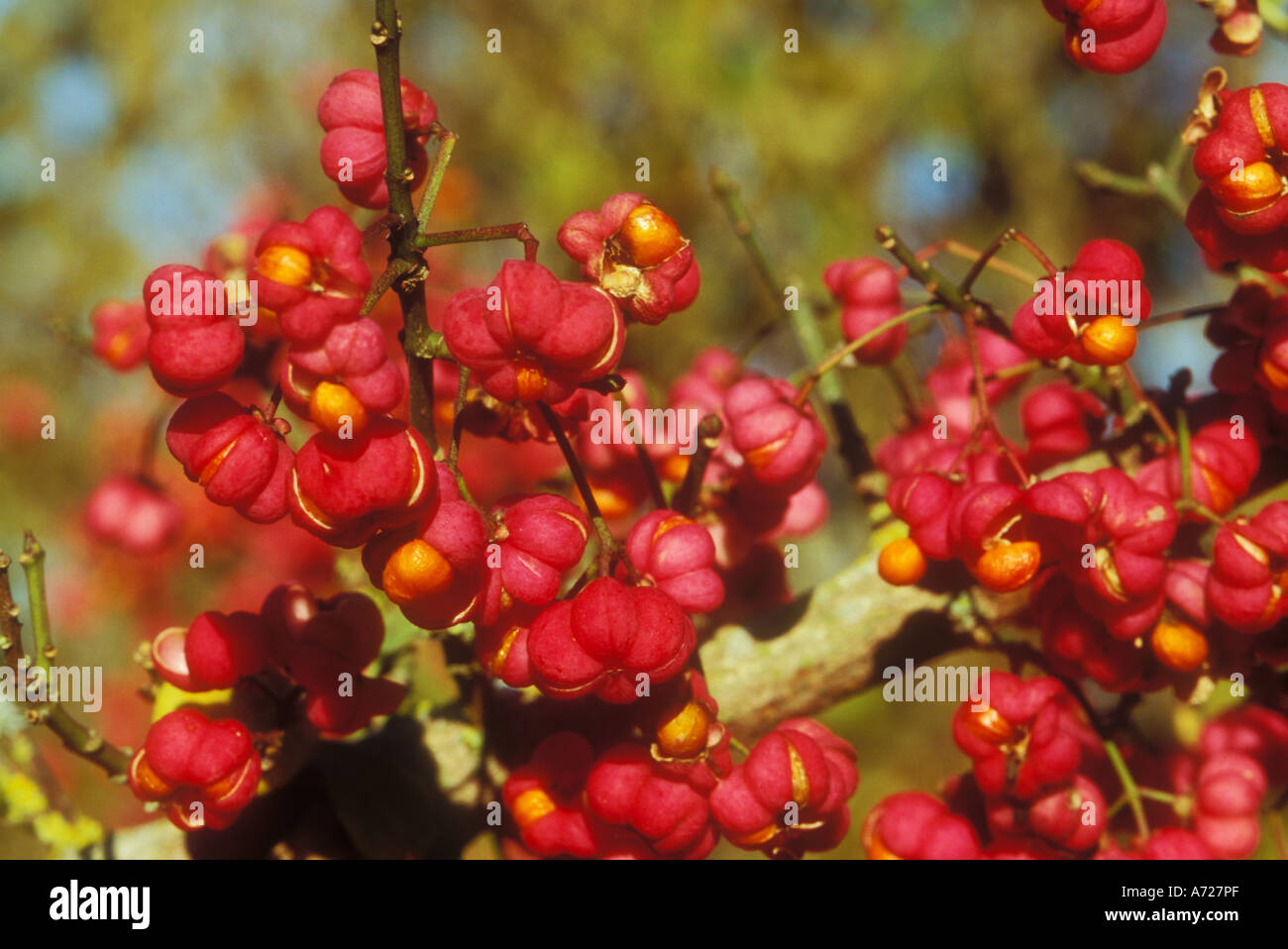 British spindle hi-res stock photography and images - Alamy