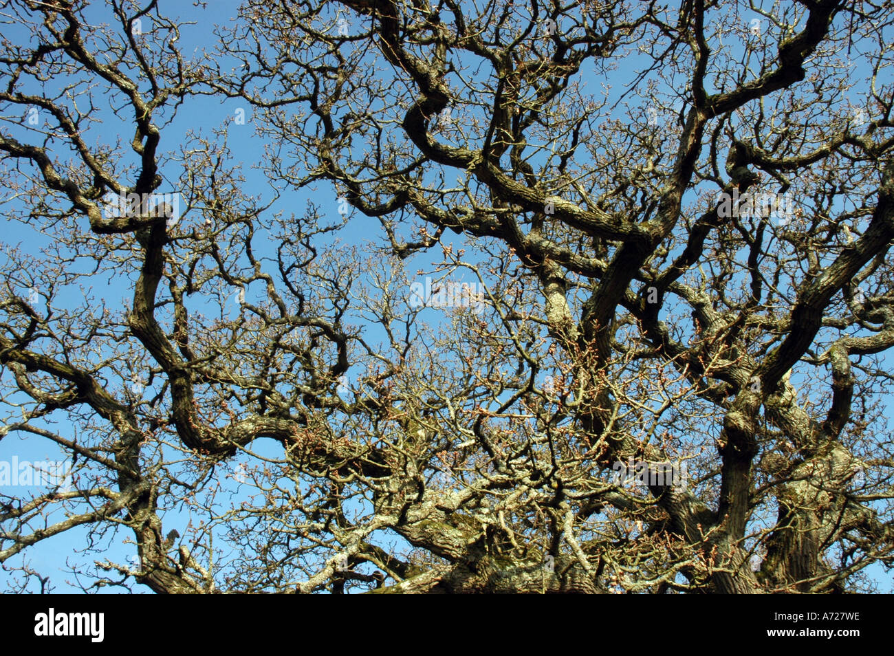 Branches and twigs of an oak tree in very early spring Stock Photo - Alamy