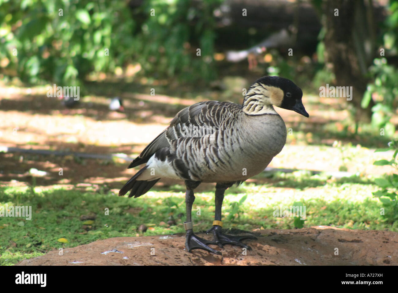 Endangered hawaiian goose, the nene bird Stock Photo - Alamy