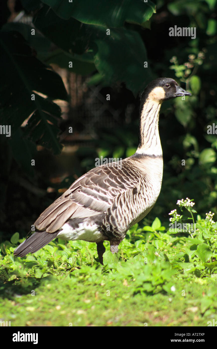 Endangered hawaiian goose, the nene bird Stock Photo - Alamy