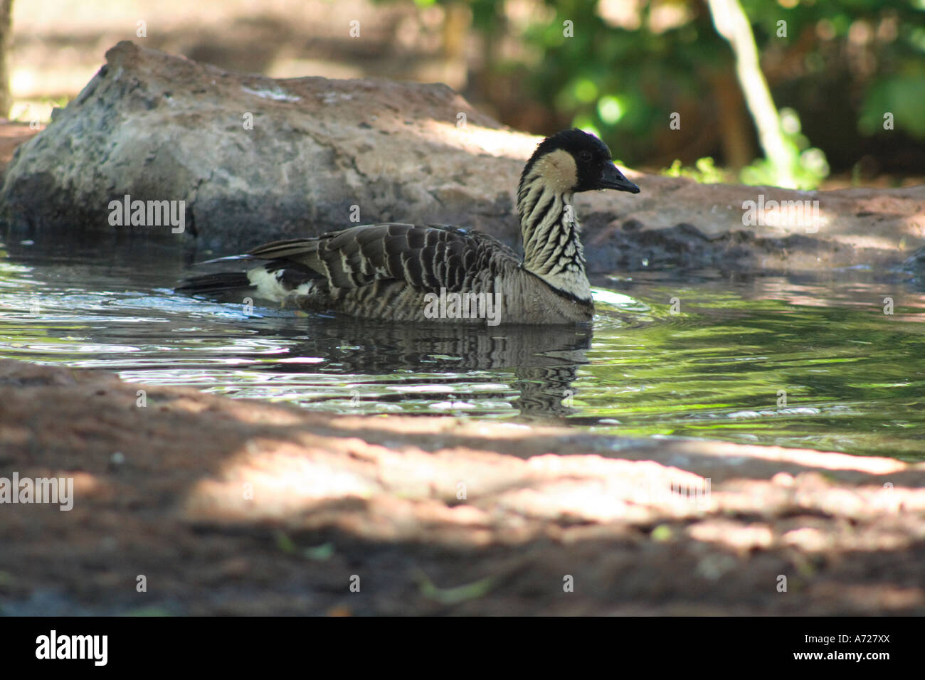 Nene bird hi-res stock photography and images - Alamy