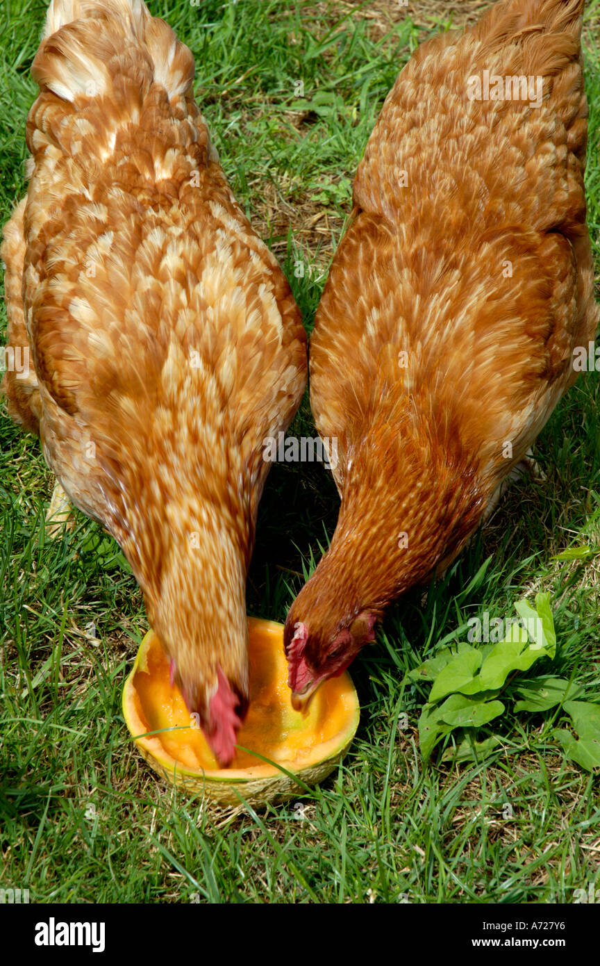 Peeling melon hi-res stock photography and images - Alamy