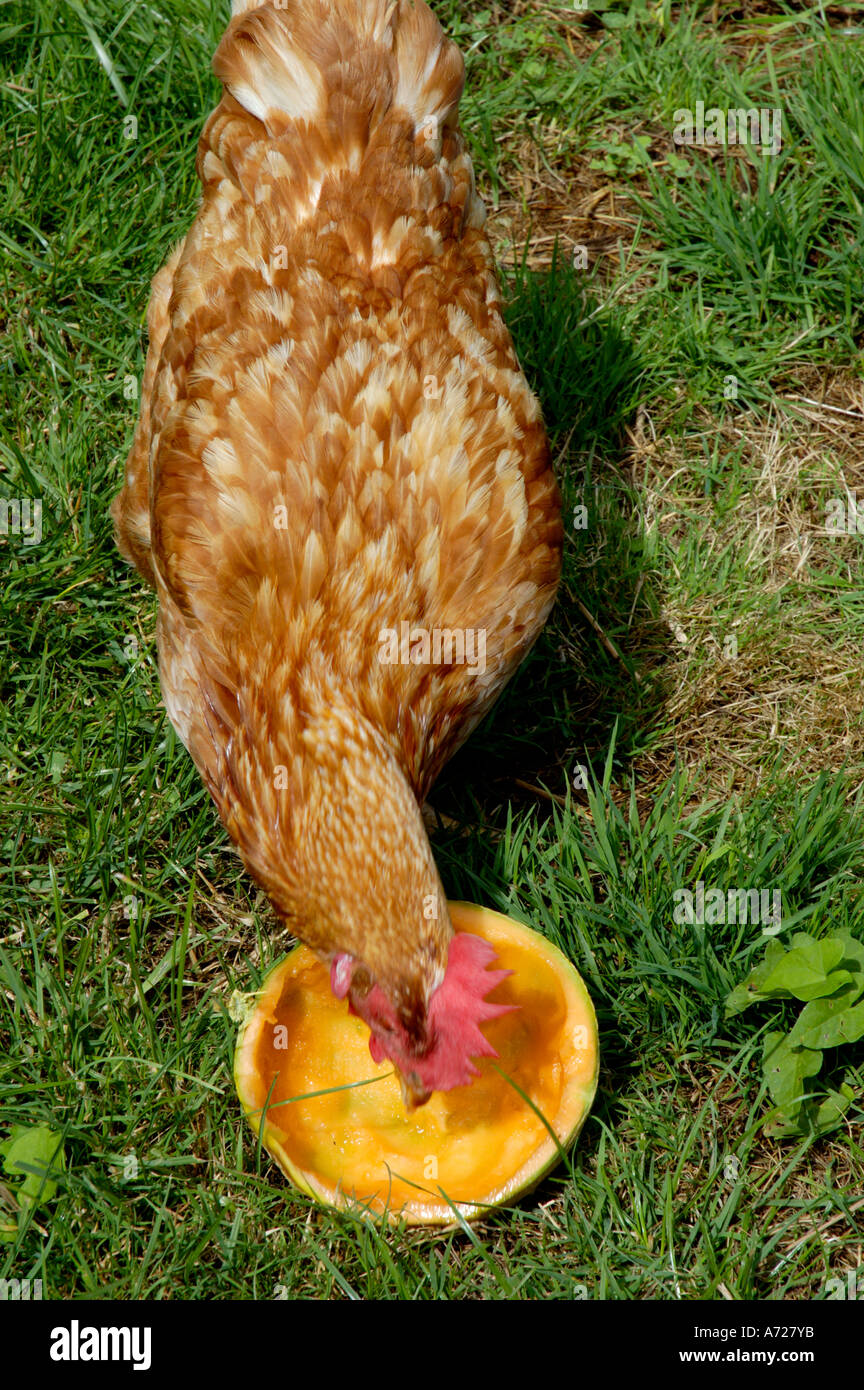 A hen having lunch in the garden with a melon peel Stock Photo - Alamy
