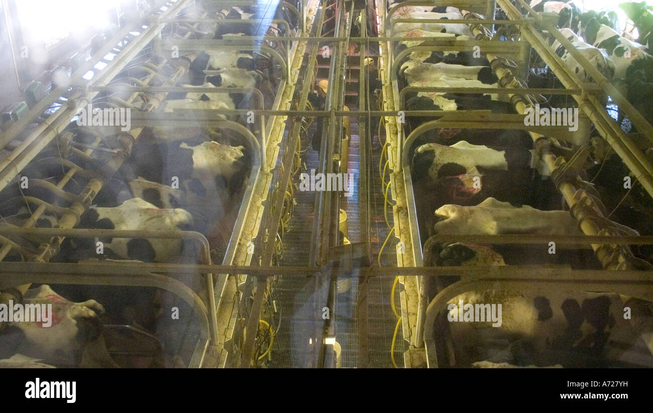 Cows in the automated milking process. Abel Dairy Farms Eden Wisconsin ...