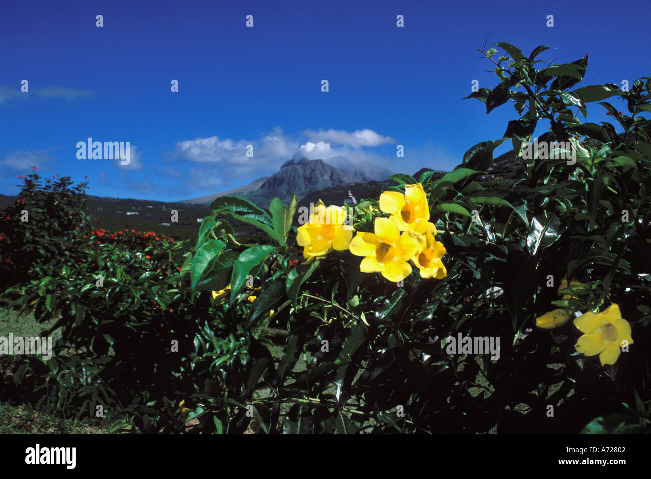 Montserrat caribbean town hi-res stock photography and images - Alamy
