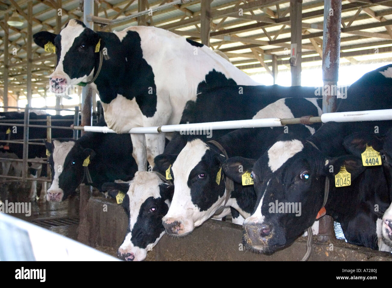 Dairy cows barn united states hi-res stock photography and images - Alamy