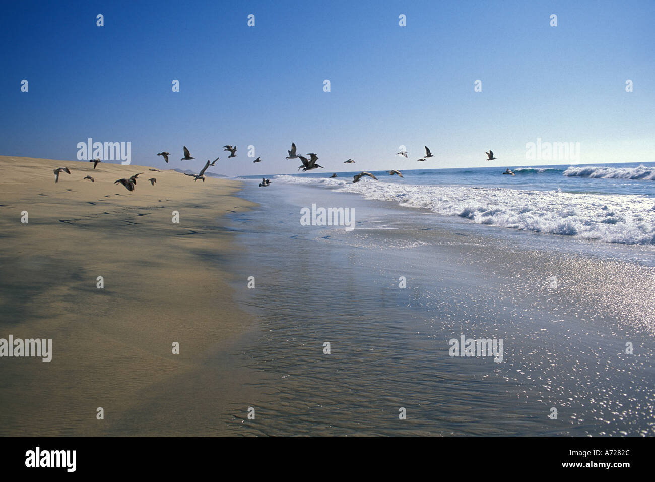 Mexico, Baja California Sur, Beach scene, Playa los Cerritos Stock ...