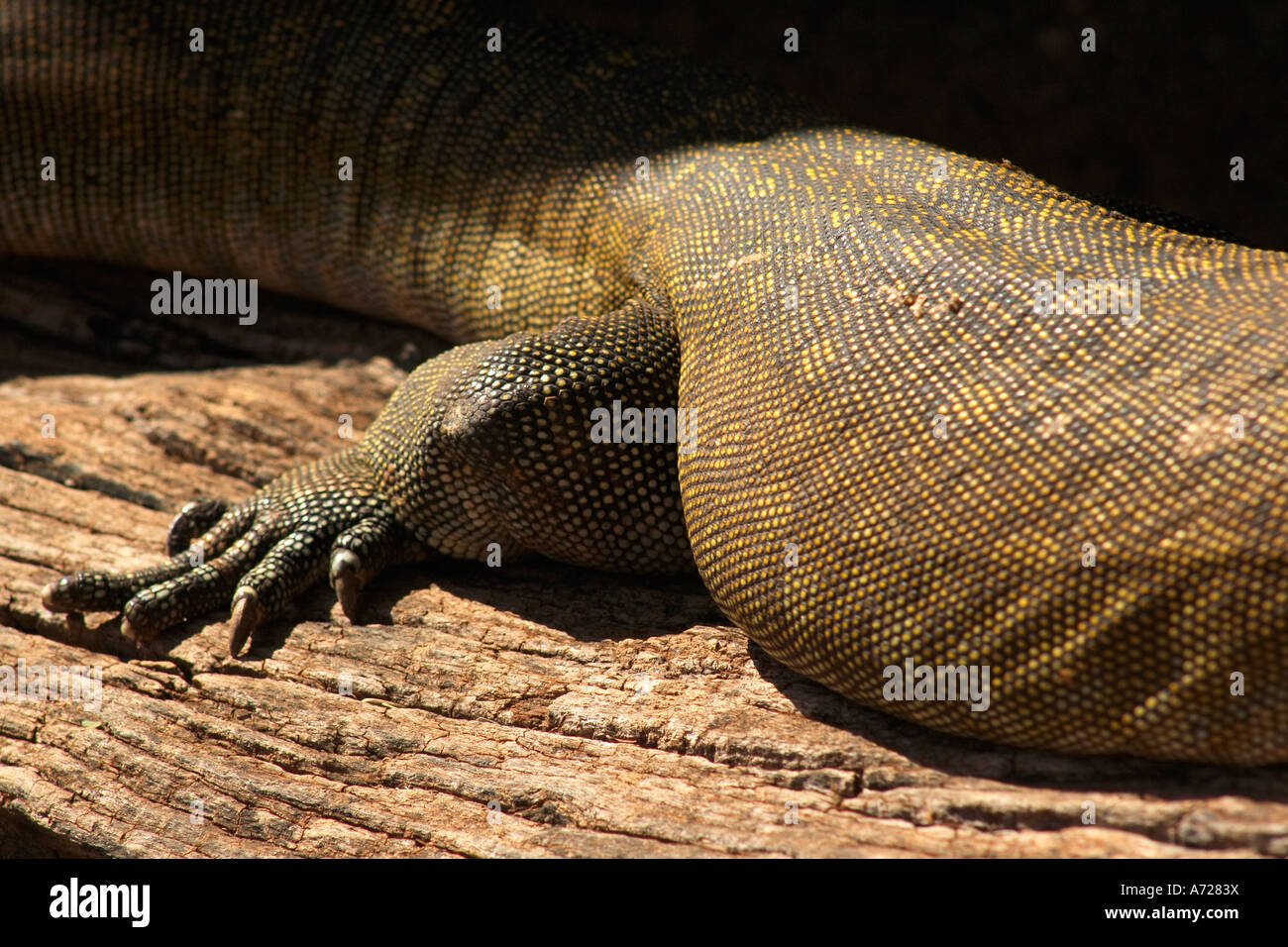 Closeup view of komodo dragon monitor lizard Stock Photo - Alamy