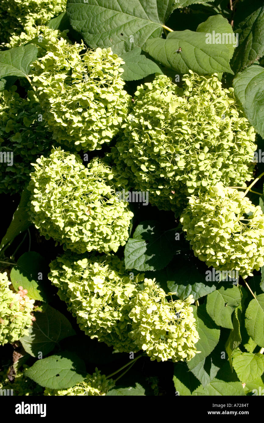 C5298 015 hi-res stock photography and images - Alamy