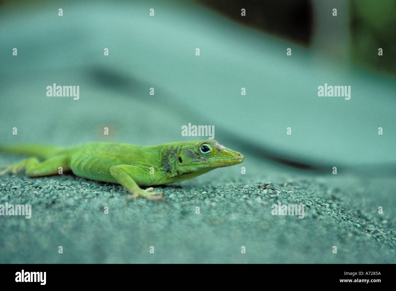 Puerto Rico, Anole lizard Stock Photo - Alamy