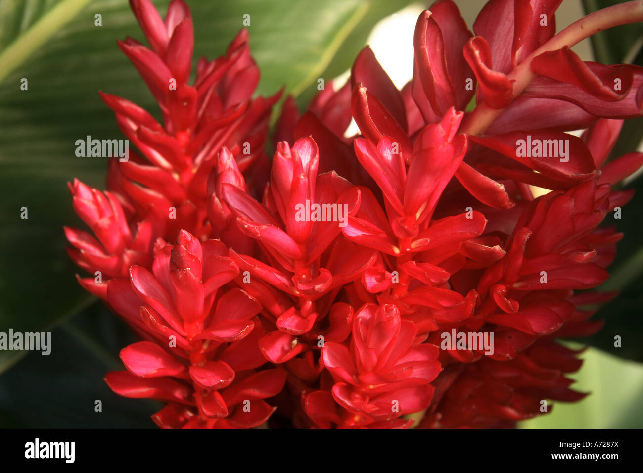 Red tropical ginger flowers and leaves Stock Photo - Alamy