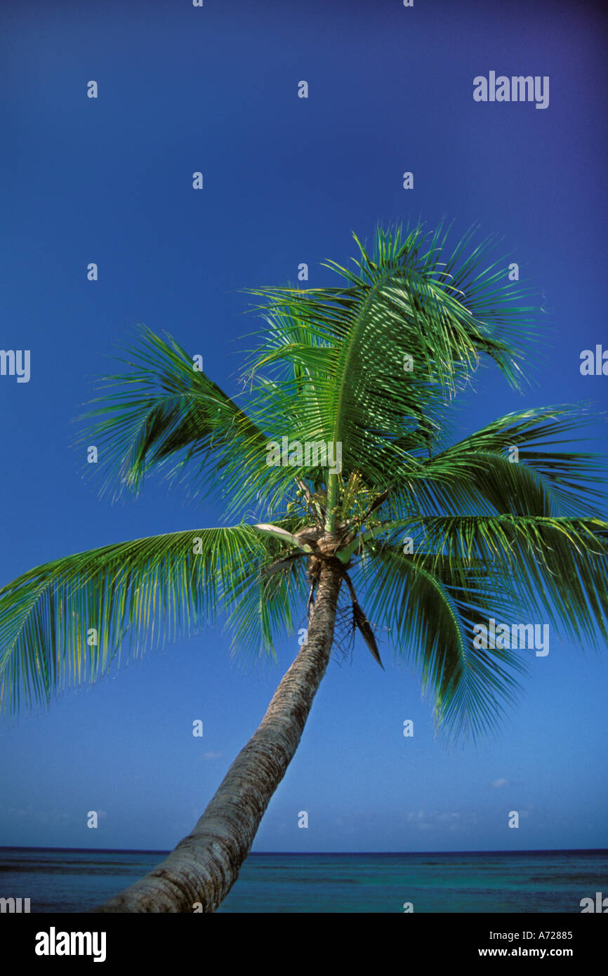 Tobago, Early morning, Pigeon Point Stock Photo - Alamy