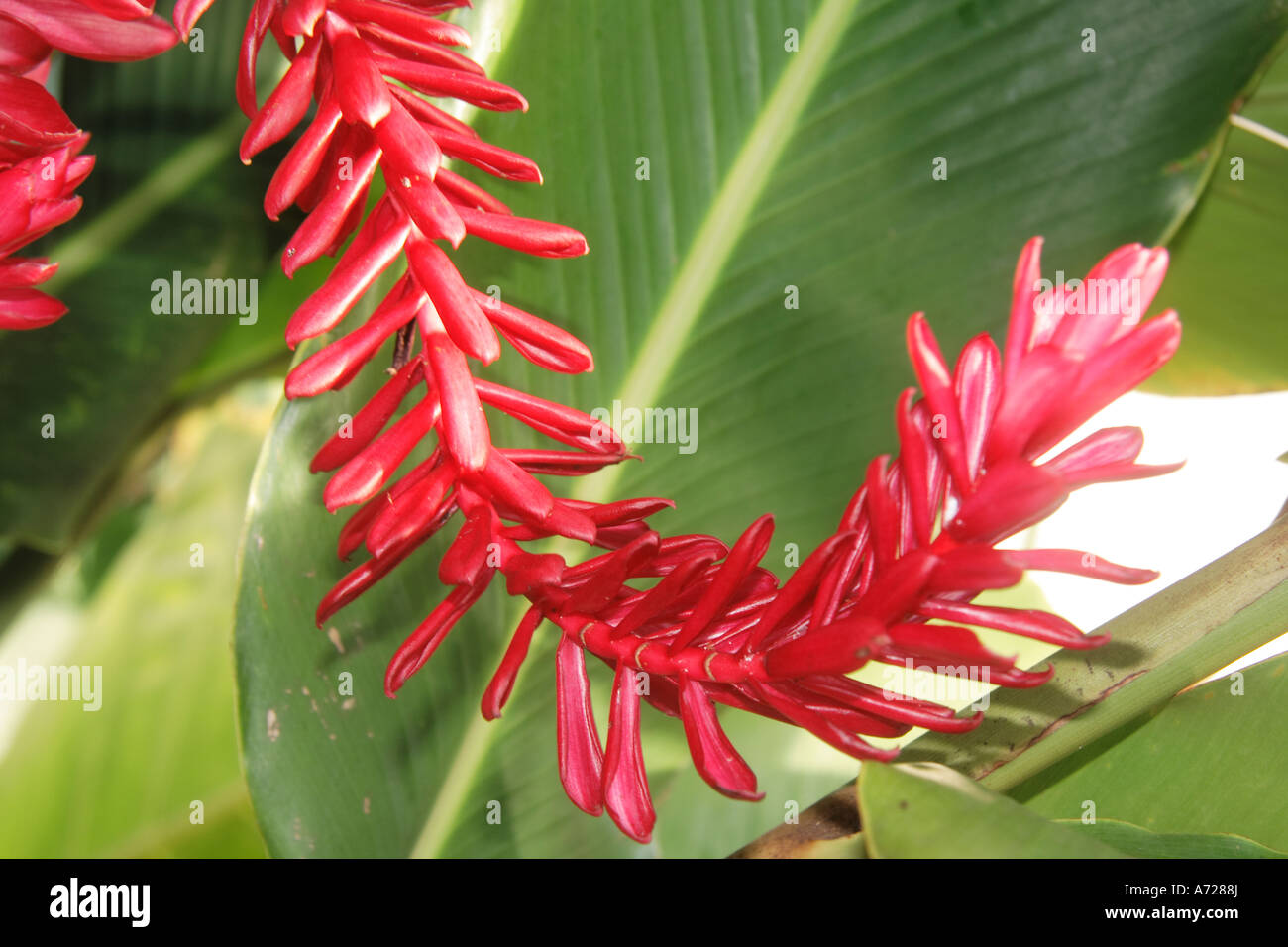 Red tropical ginger flowers and leaves Stock Photo - Alamy