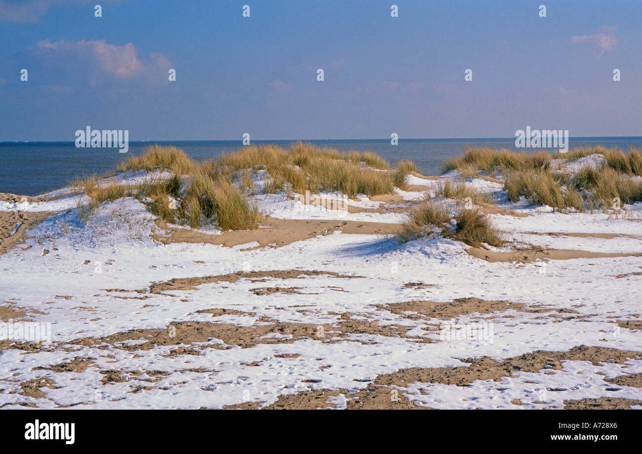 Snow on sand dunes with marram grass Stock Photo - Alamy