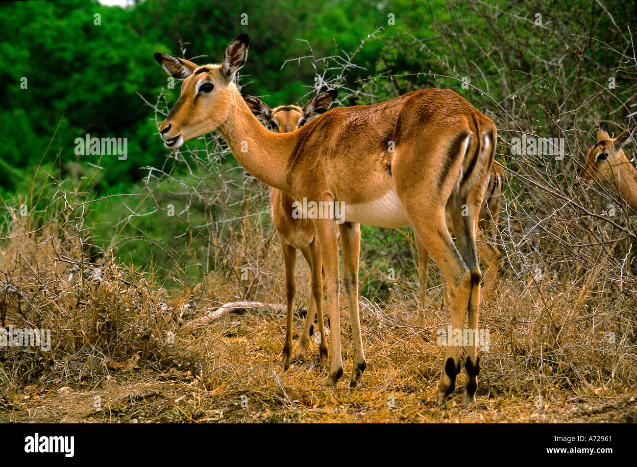 Impala babies hi-res stock photography and images - Alamy