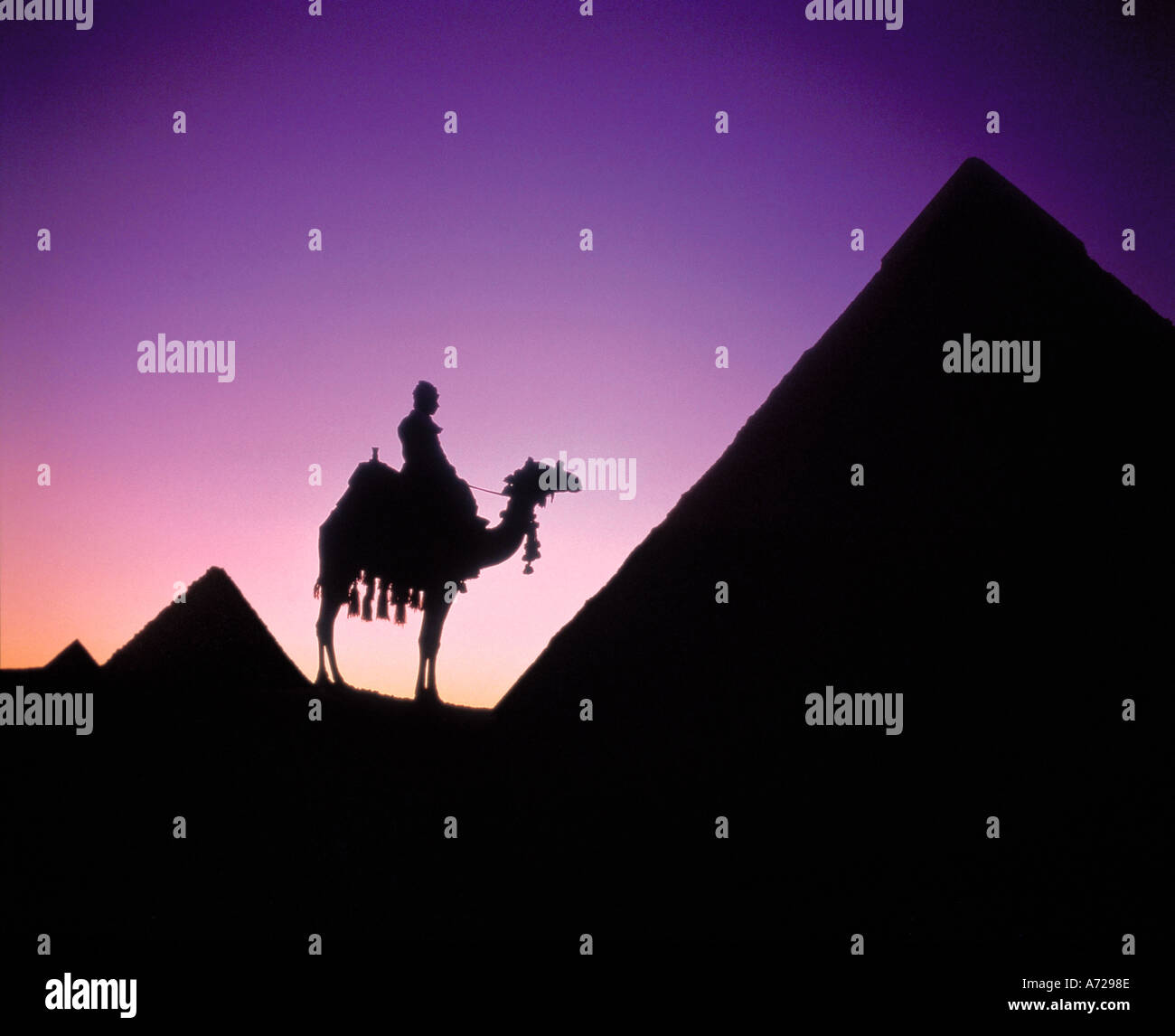 The Great Pyramids of Giza camel and driver at sunset in Giza Cairo ...