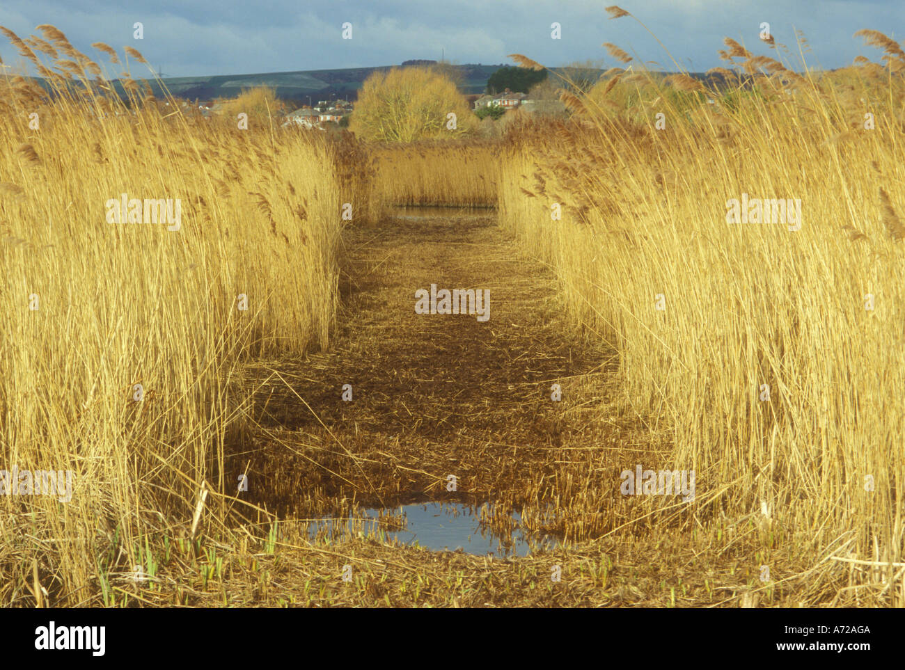 Cut Reed beds at Radipole RSPB Nature Reserve Weymouth Stock Photo - Alamy