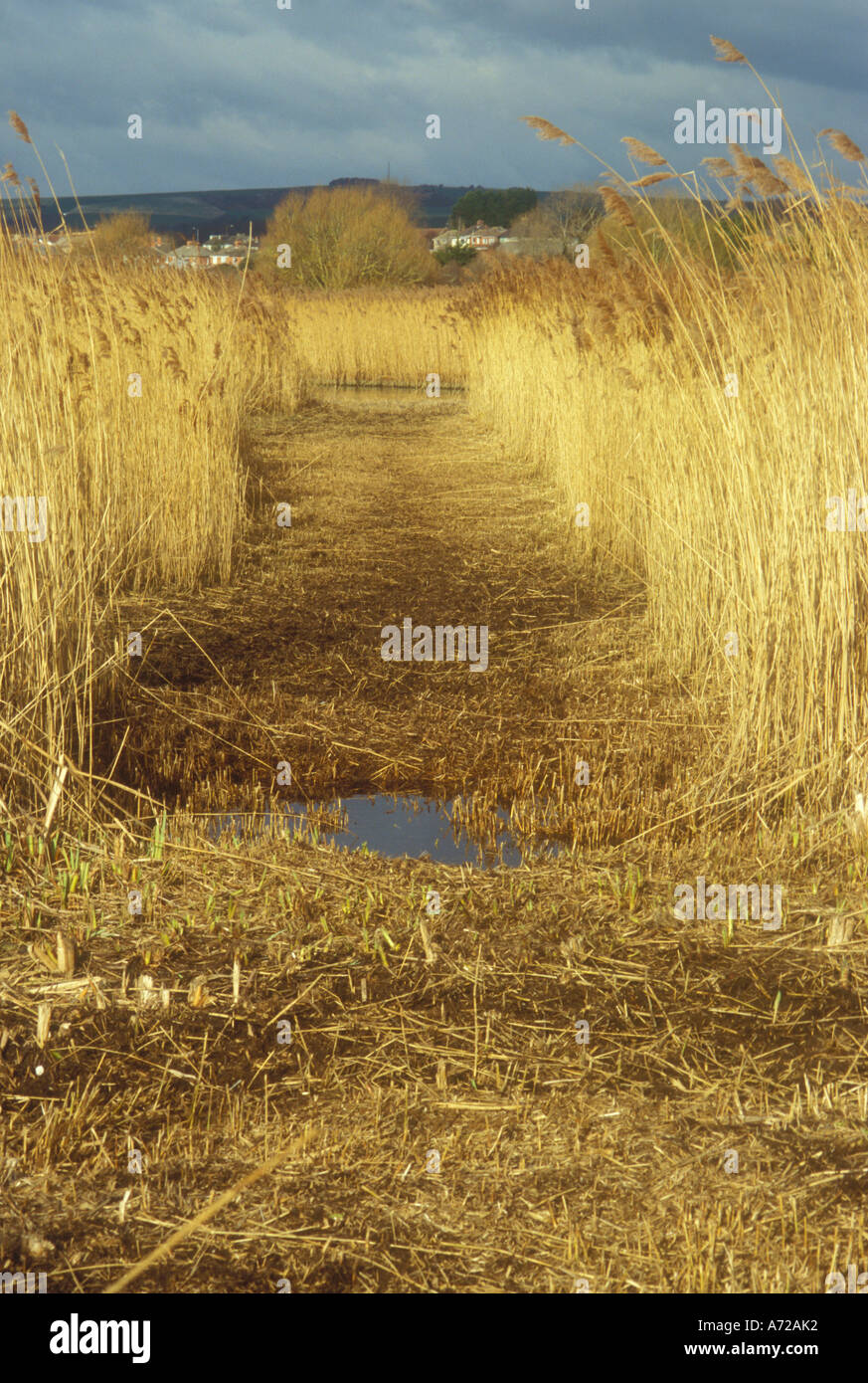 Cut Reed beds at Radipole RSPB Nature Reserve Weymouth Stock Photo - Alamy