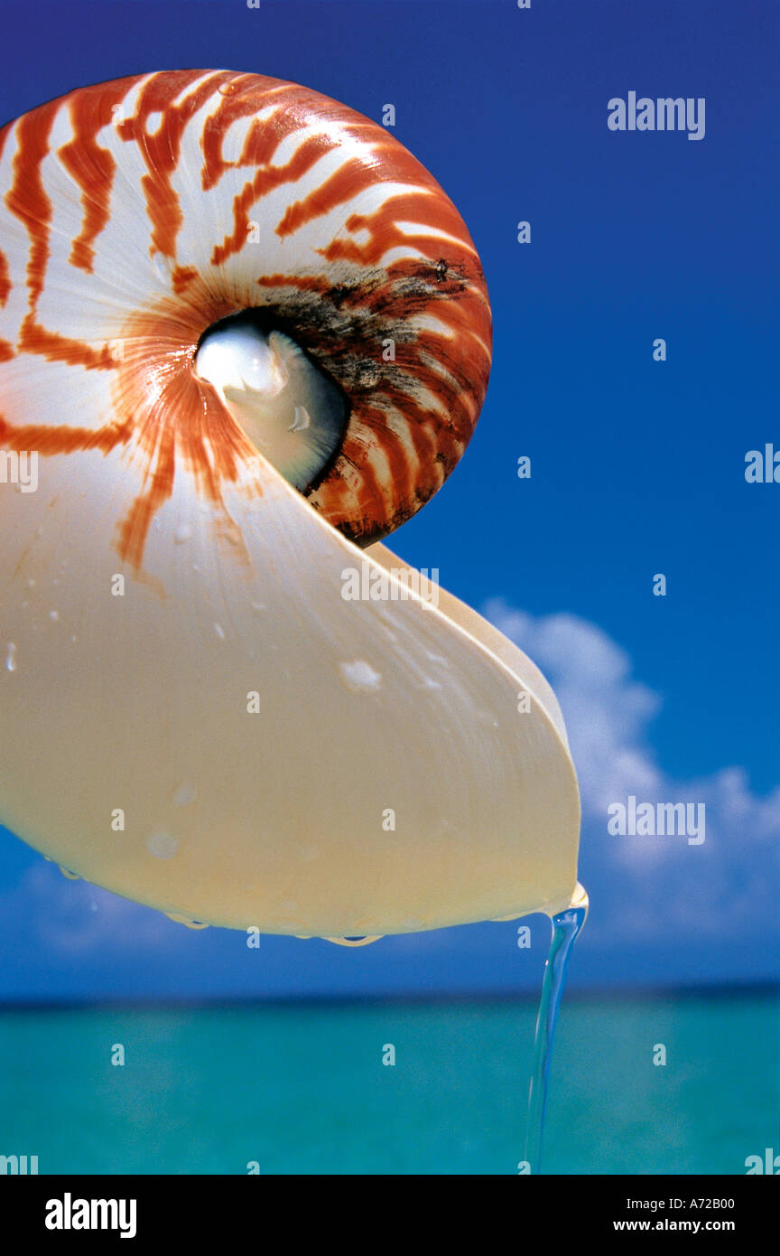 Pearly nautilus hi-res stock photography and images - Alamy