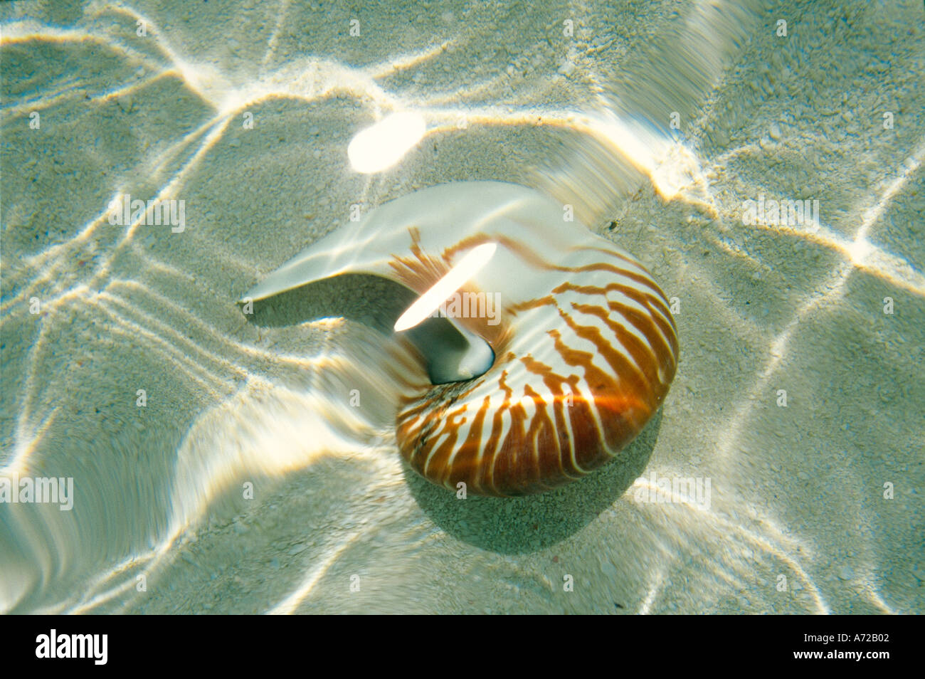 Pearly nautilus hi-res stock photography and images - Alamy