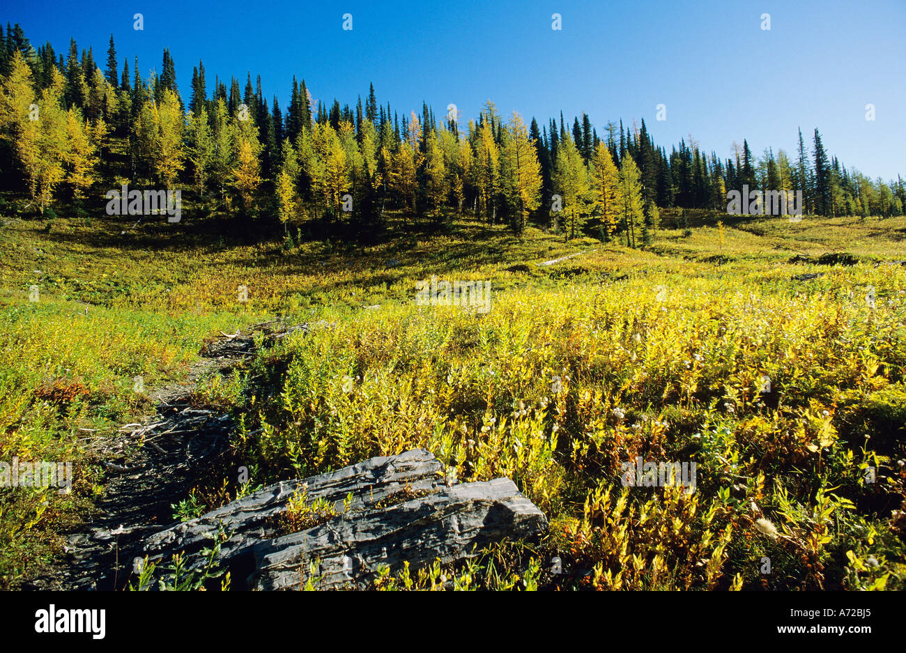 Larch trees in fall Floe Lake Kootenay National Park Stock Photo - Alamy