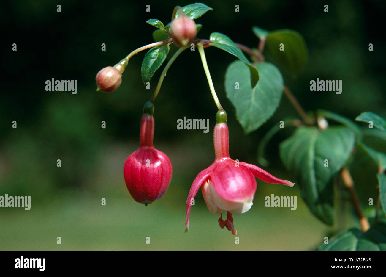 Fuchsia buds hi-res stock photography and images - Alamy
