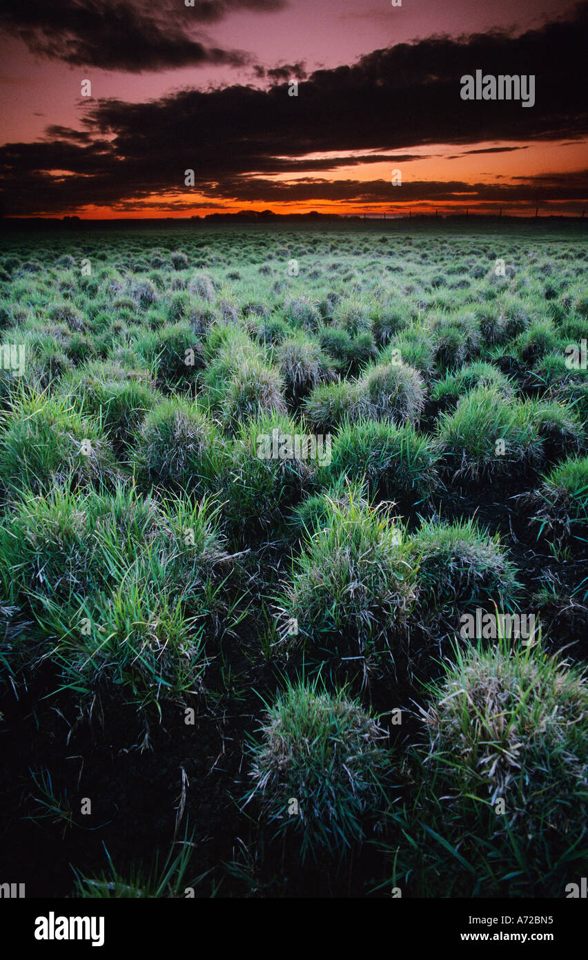 Wet land slough hi-res stock photography and images - Alamy