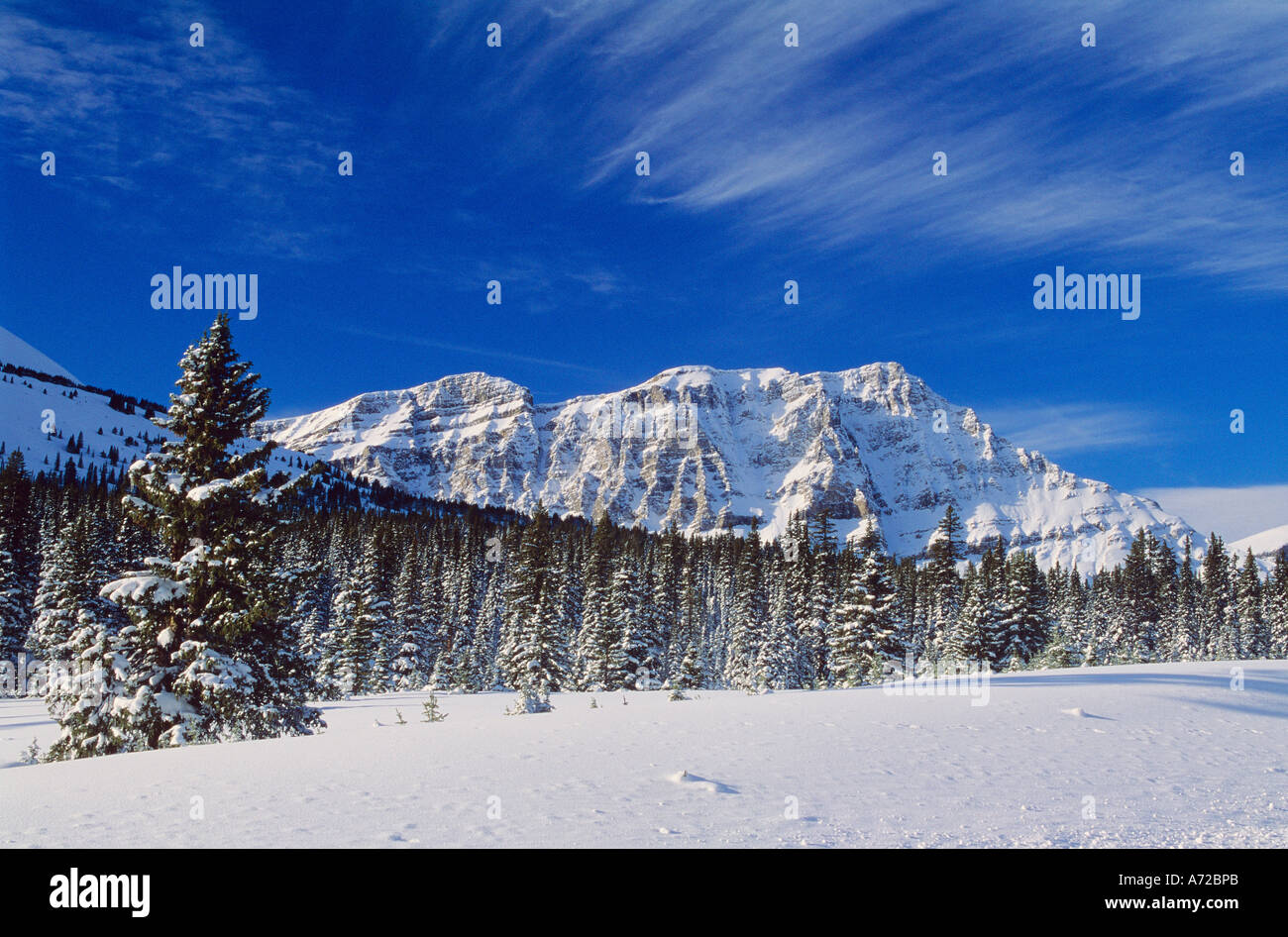 Woodland snow capped mountains banff national hi-res stock photography ...