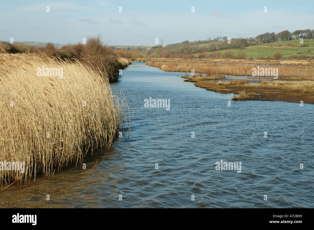 Reeds beds at Lodmoor Nature Reserve Weymouth Dorset Stock Photo - Alamy