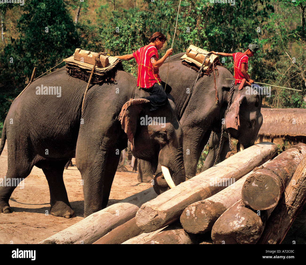 Elephant lifting wood hi-res stock photography and images - Alamy