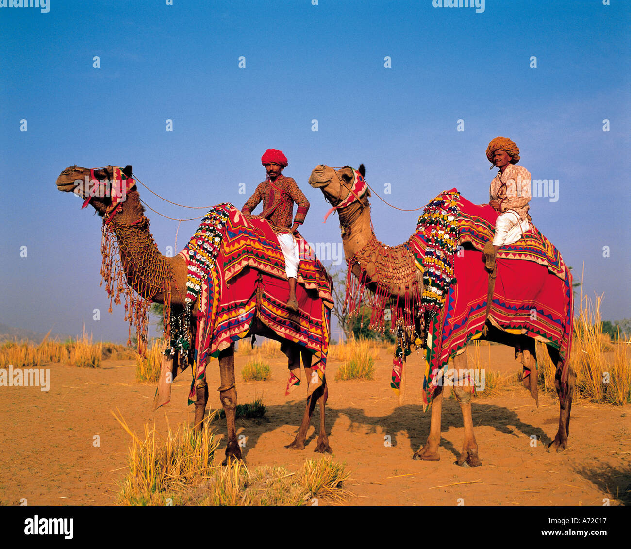 Ethnic Men Riding Camels in Jaipur Rajasthan India Stock Photo - Alamy