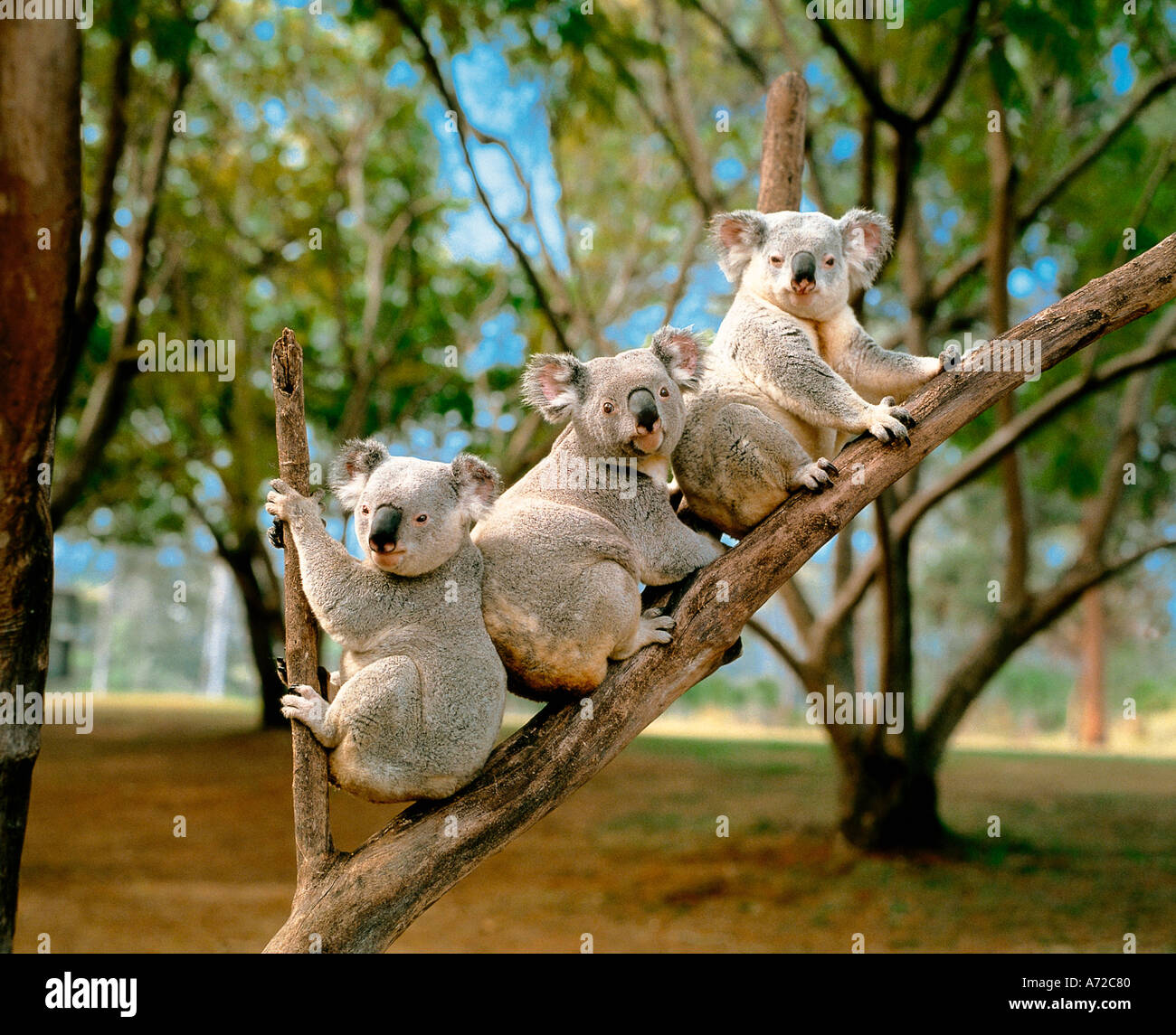Koalas in Lone Pine Sanctuary Brisbane Queensland Australia Stock Photo ...