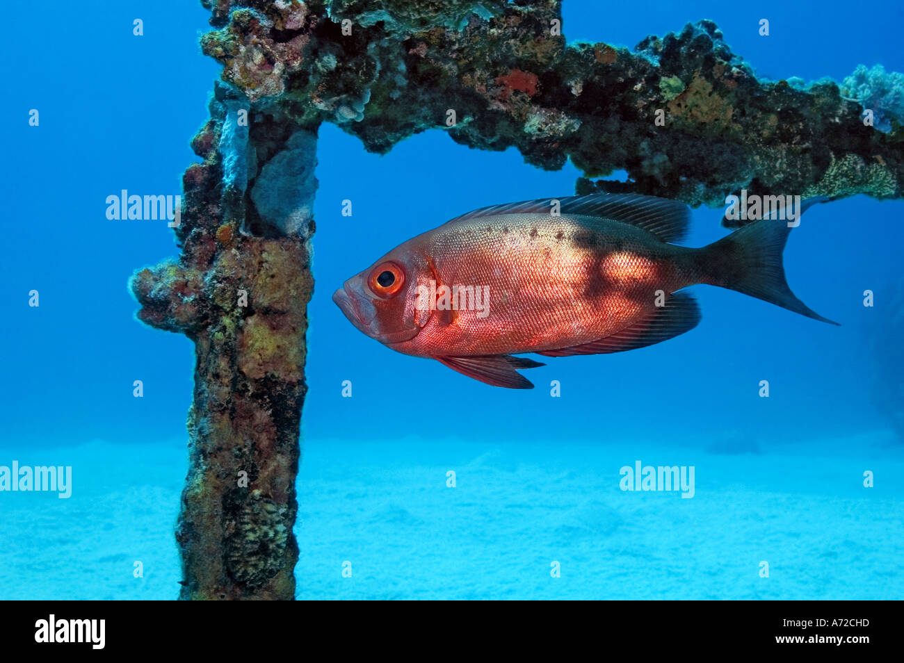 bigeye fish swimming under shipwreck structure Stock Photo - Alamy