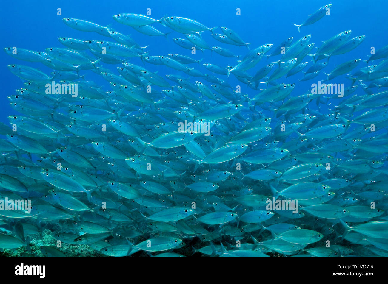 School silvery fish swimming together hi-res stock photography and ...