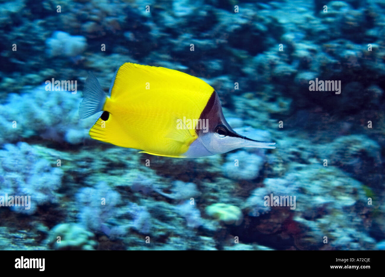 Long nose fish profile hi-res stock photography and images - Alamy