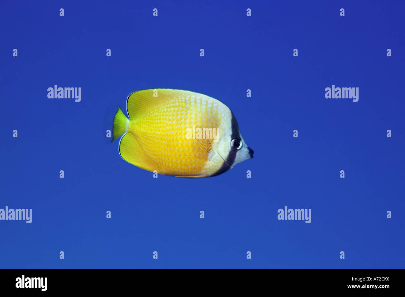 White spotted butterflyfish hi-res stock photography and images - Alamy