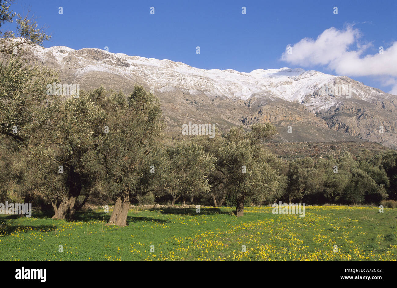Old olive groves in Spring in the mountain valley near Spilli in Crete ...