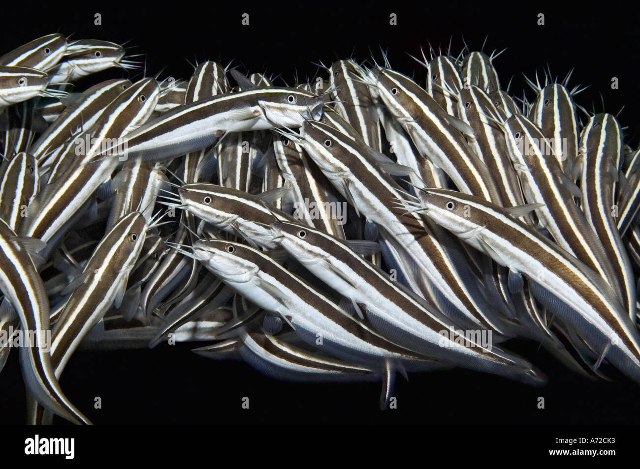 Spiny eel hi-res stock photography and images - Alamy