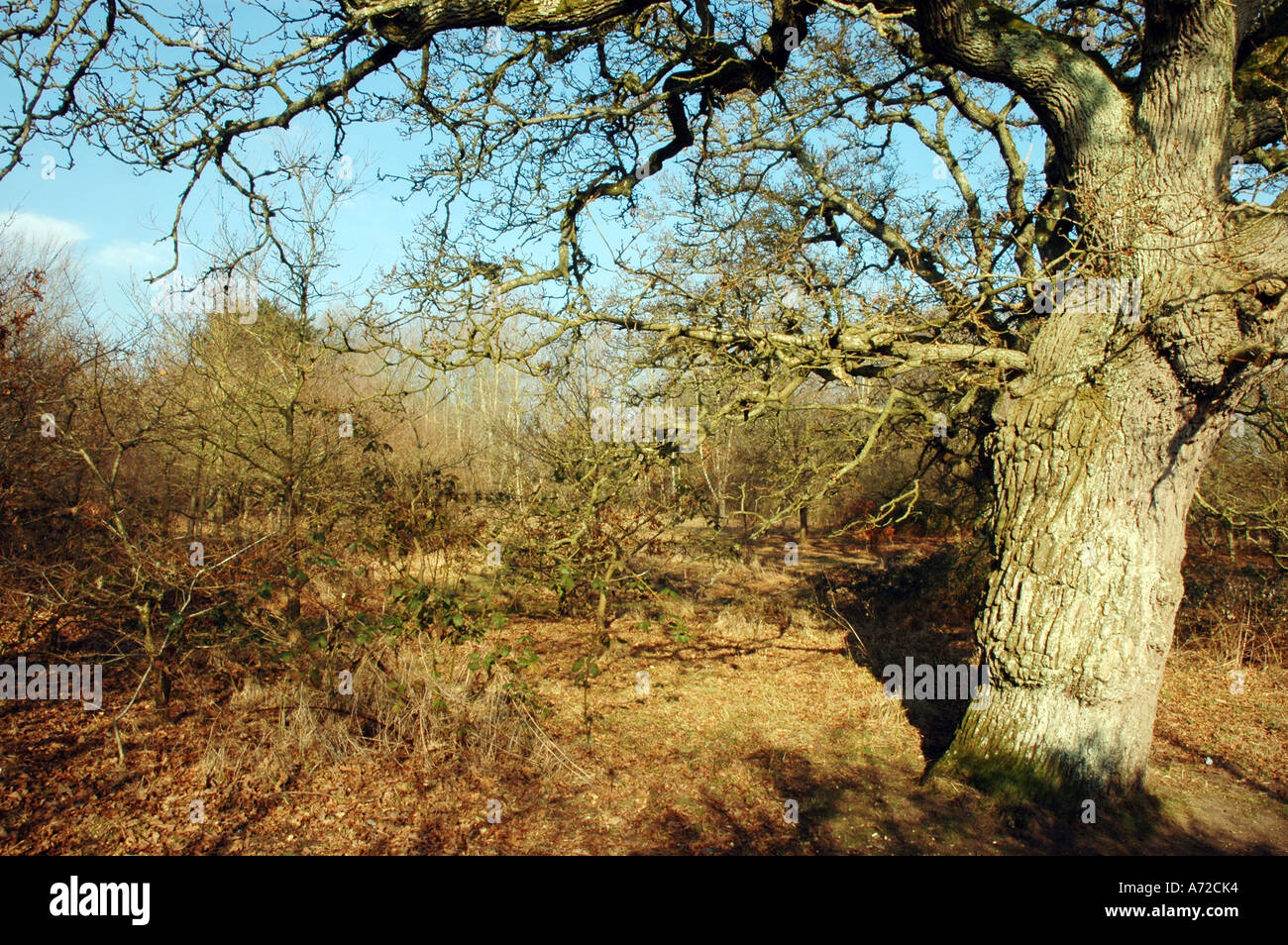 Upton Country Park Poole High Resolution Stock Photography and Images ...