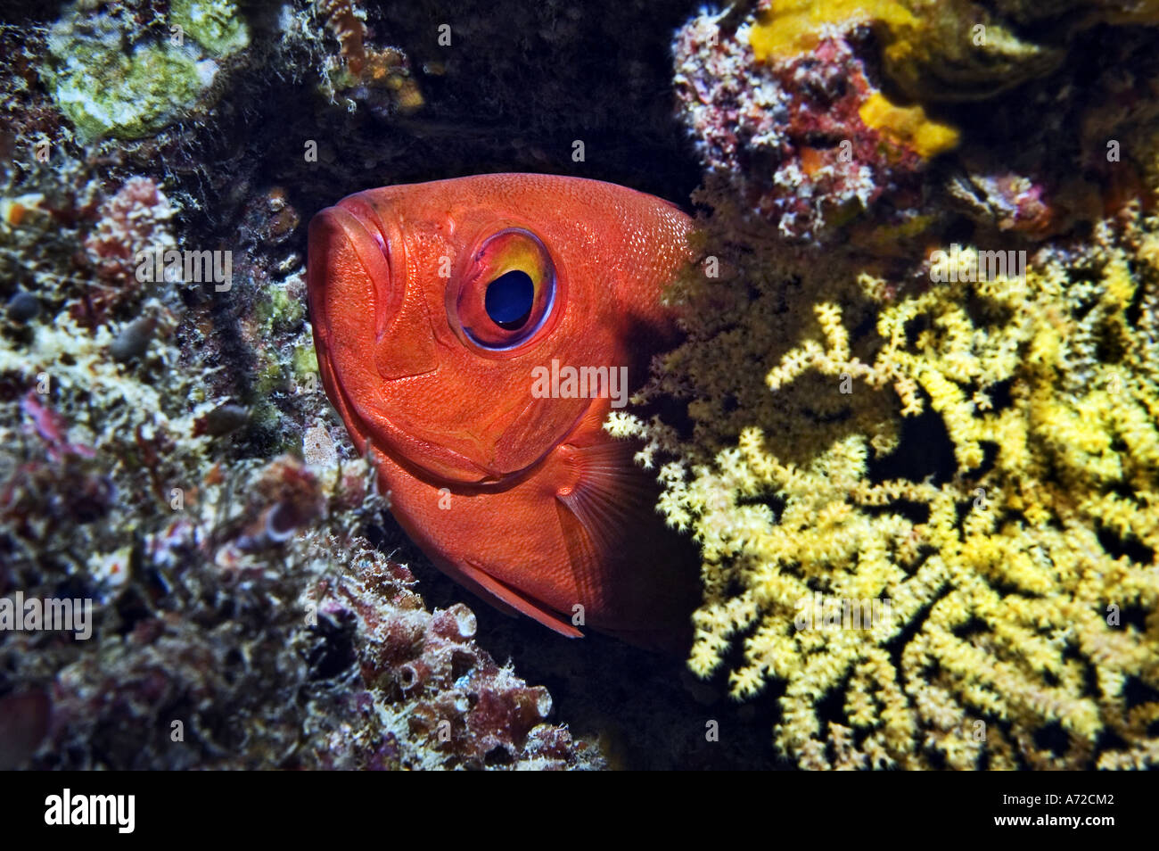 Fish in hole hi-res stock photography and images - Alamy