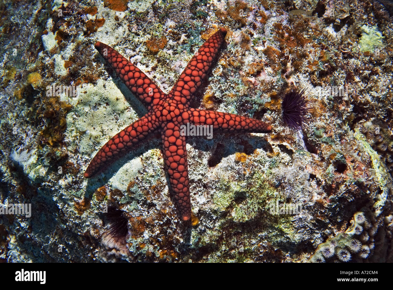 Seabed black sea underwater shot hi-res stock photography and images ...