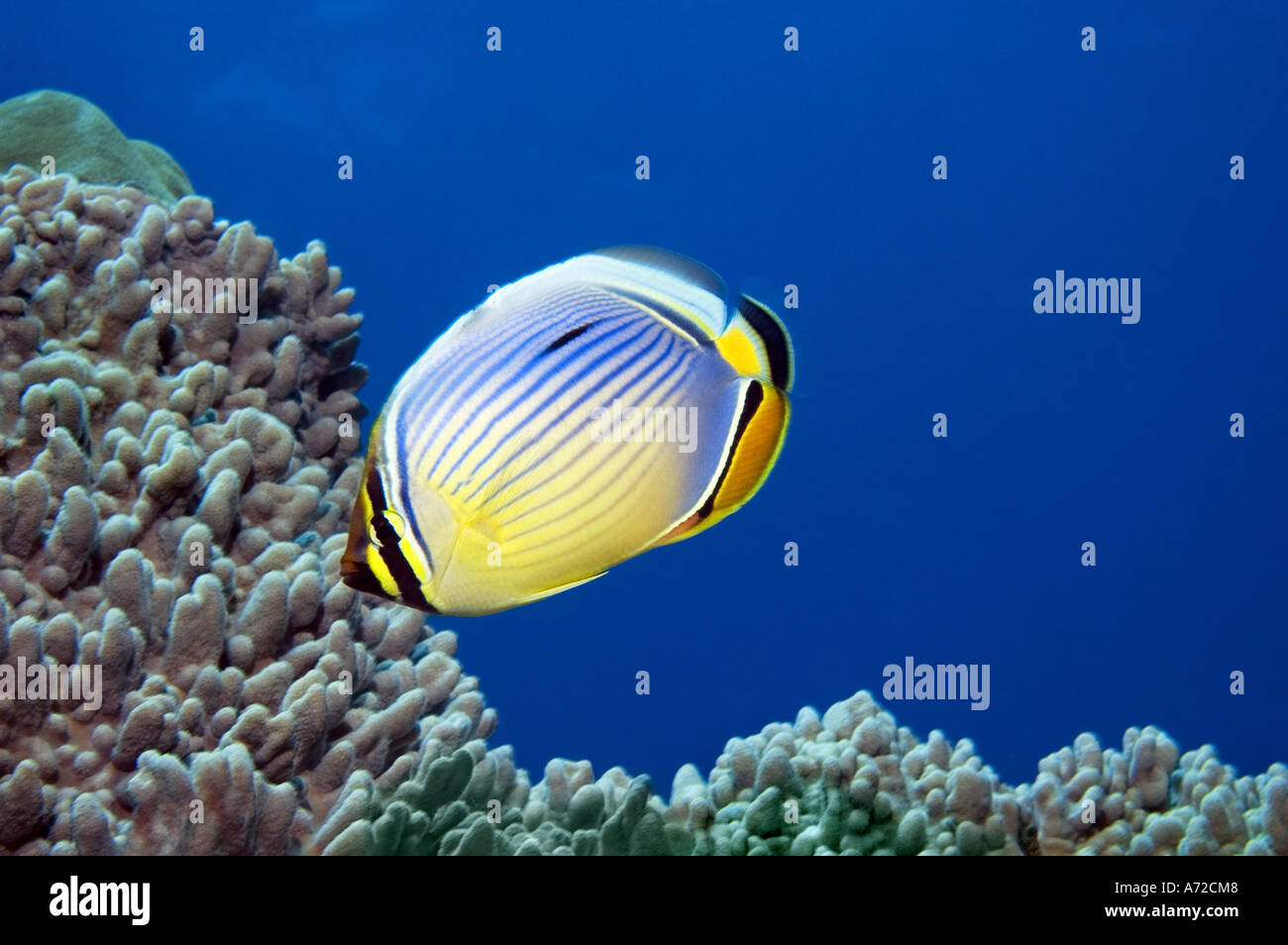 Indian redfin butterflyfish hi-res stock photography and images - Alamy