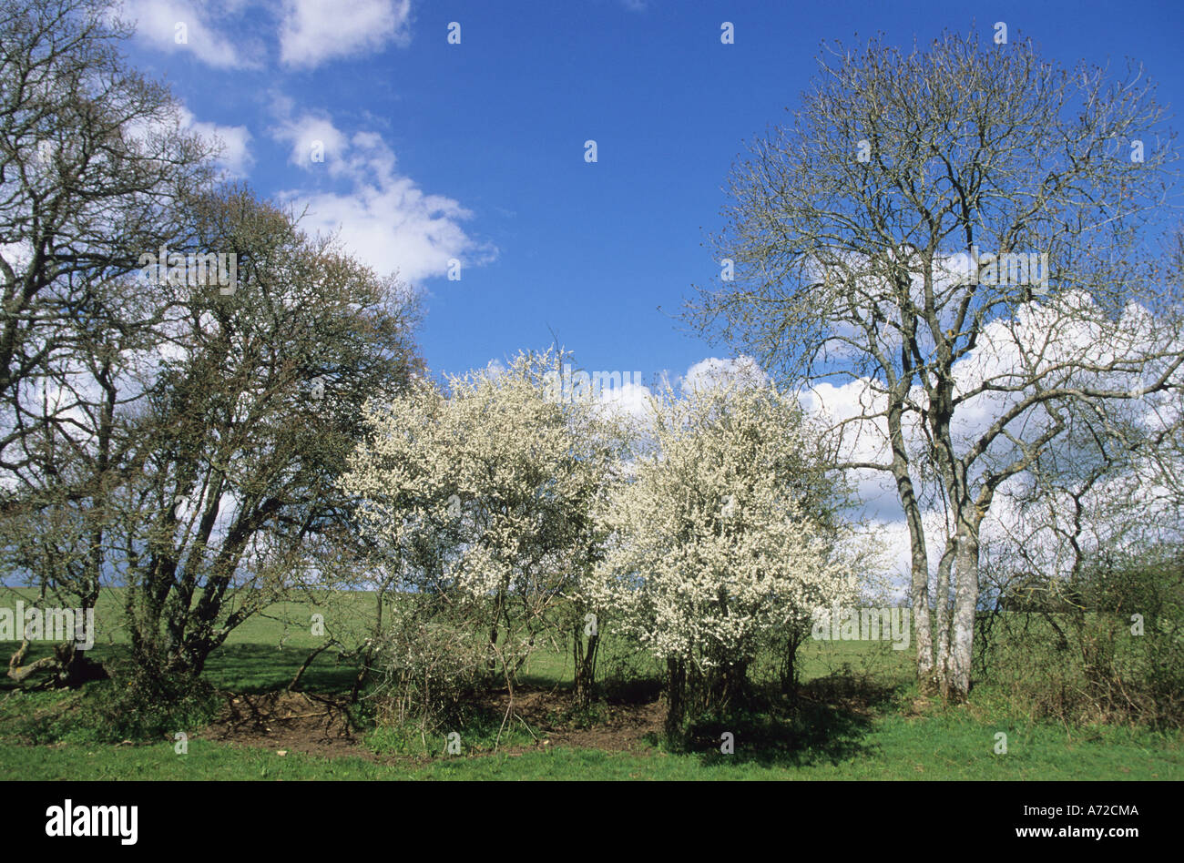 Ancient hedgerow with blackthorn bushes in blossom, North Dorset, UK ...