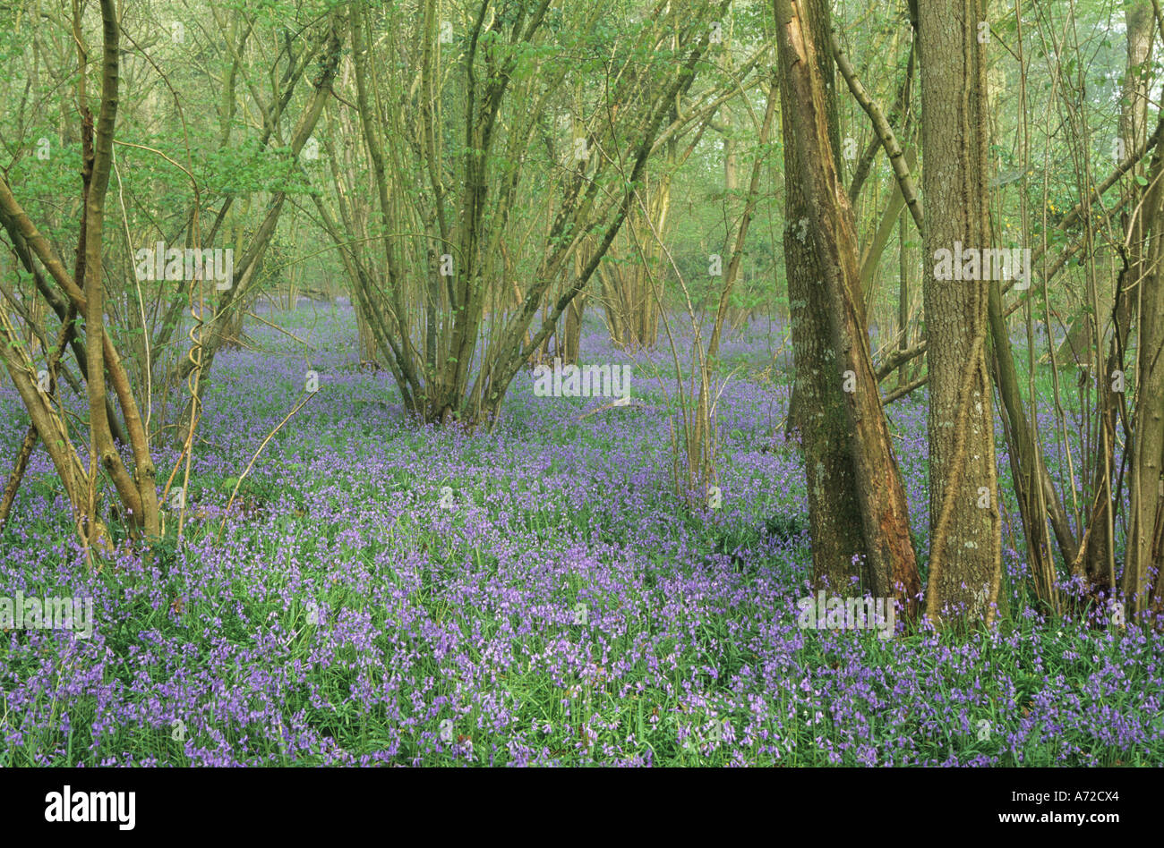 Bluebells in coppiced hazel and oak woodland, Piddles Wood, North ...