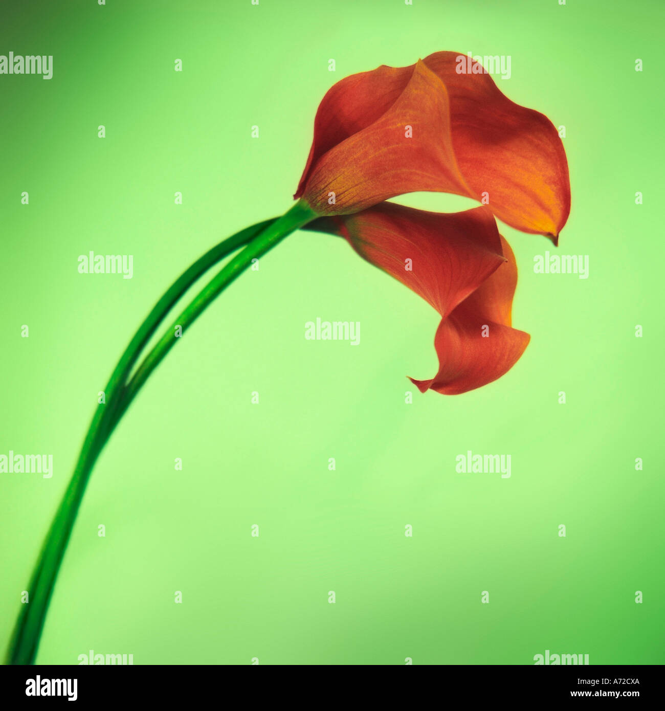 Orange callas hi-res stock photography and images - Alamy
