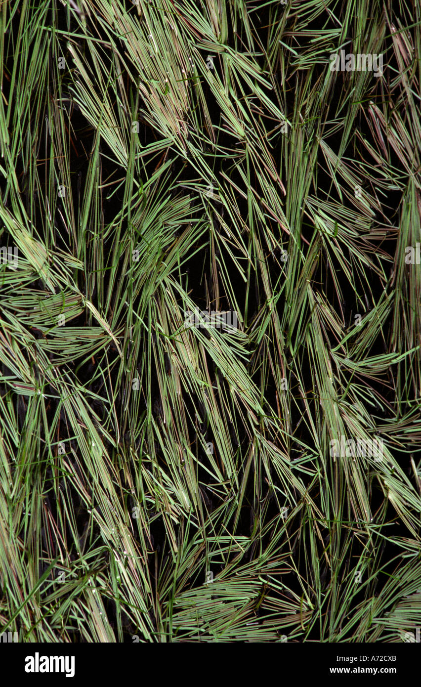 Green grasses patterns floating in water Stock Photo - Alamy